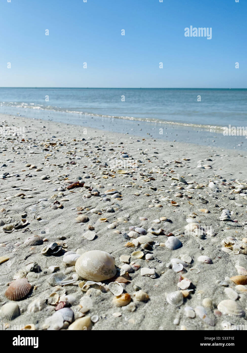 Shells on Marco Island Stock Photo - Alamy