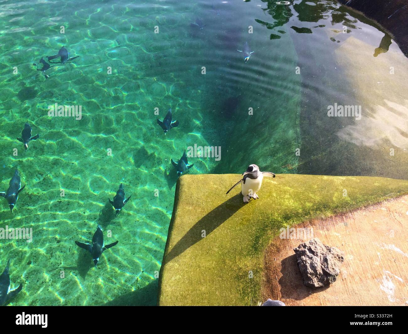 Edinburgh zoo penguins hi-res stock photography and images - Alamy