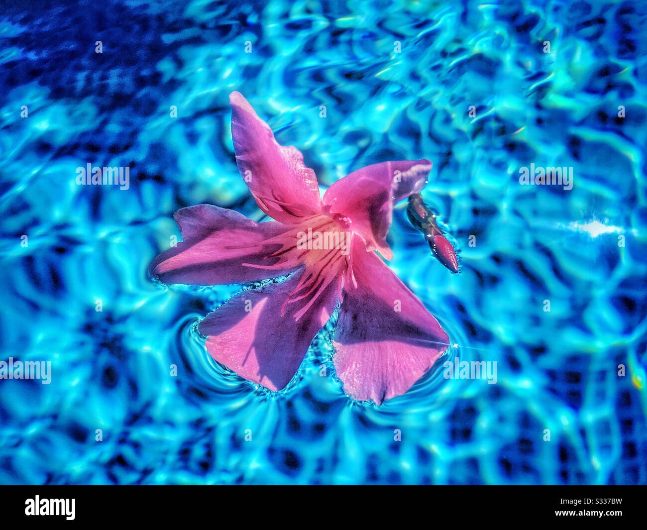 Floating flower hi-res stock photography and images - Alamy