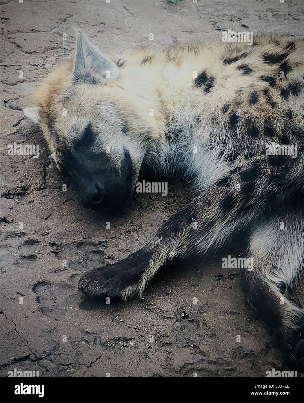 Sleeping hyena hi-res stock photography and images - Alamy