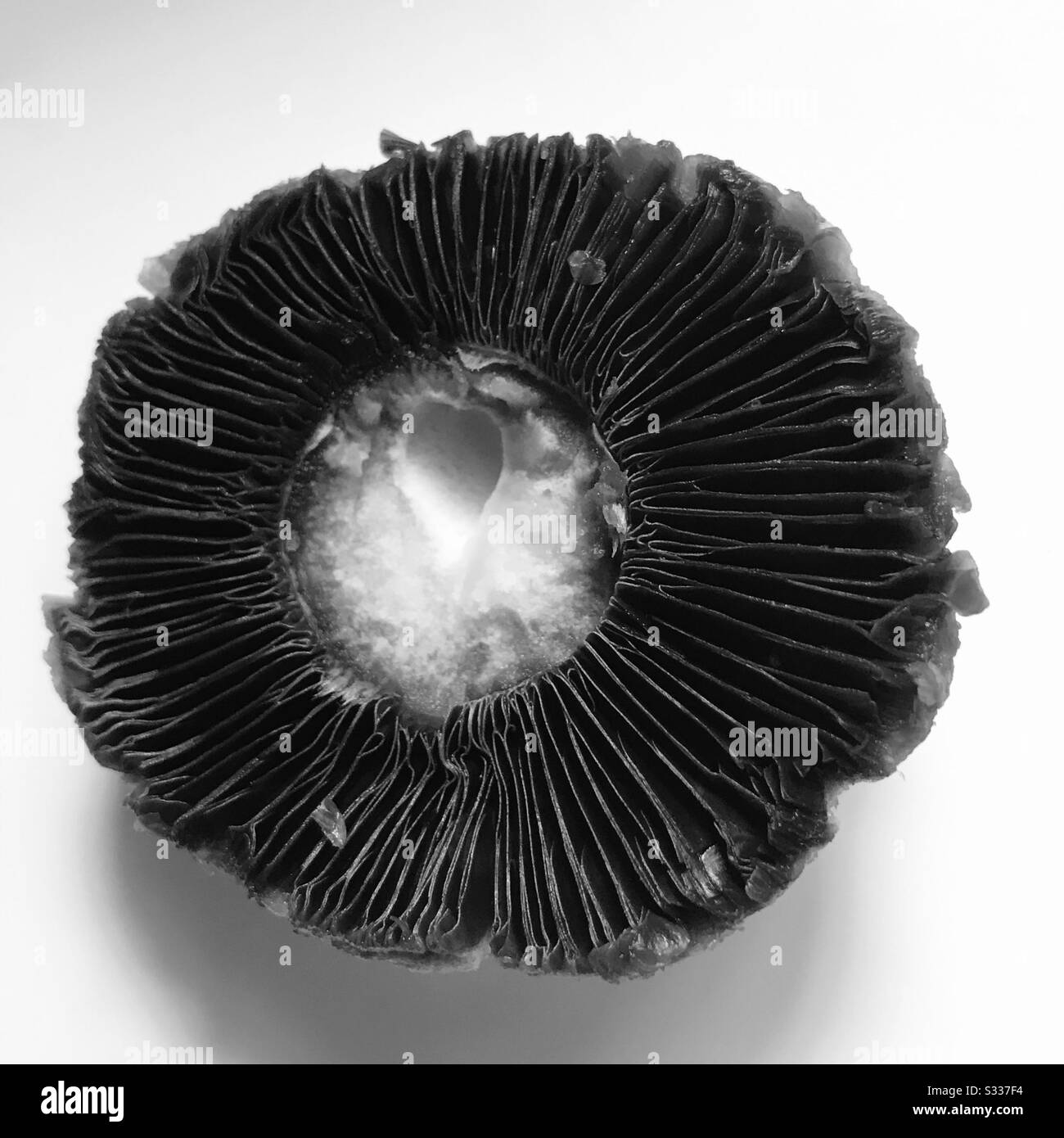 Button mushroom hi-res stock photography and images - Alamy