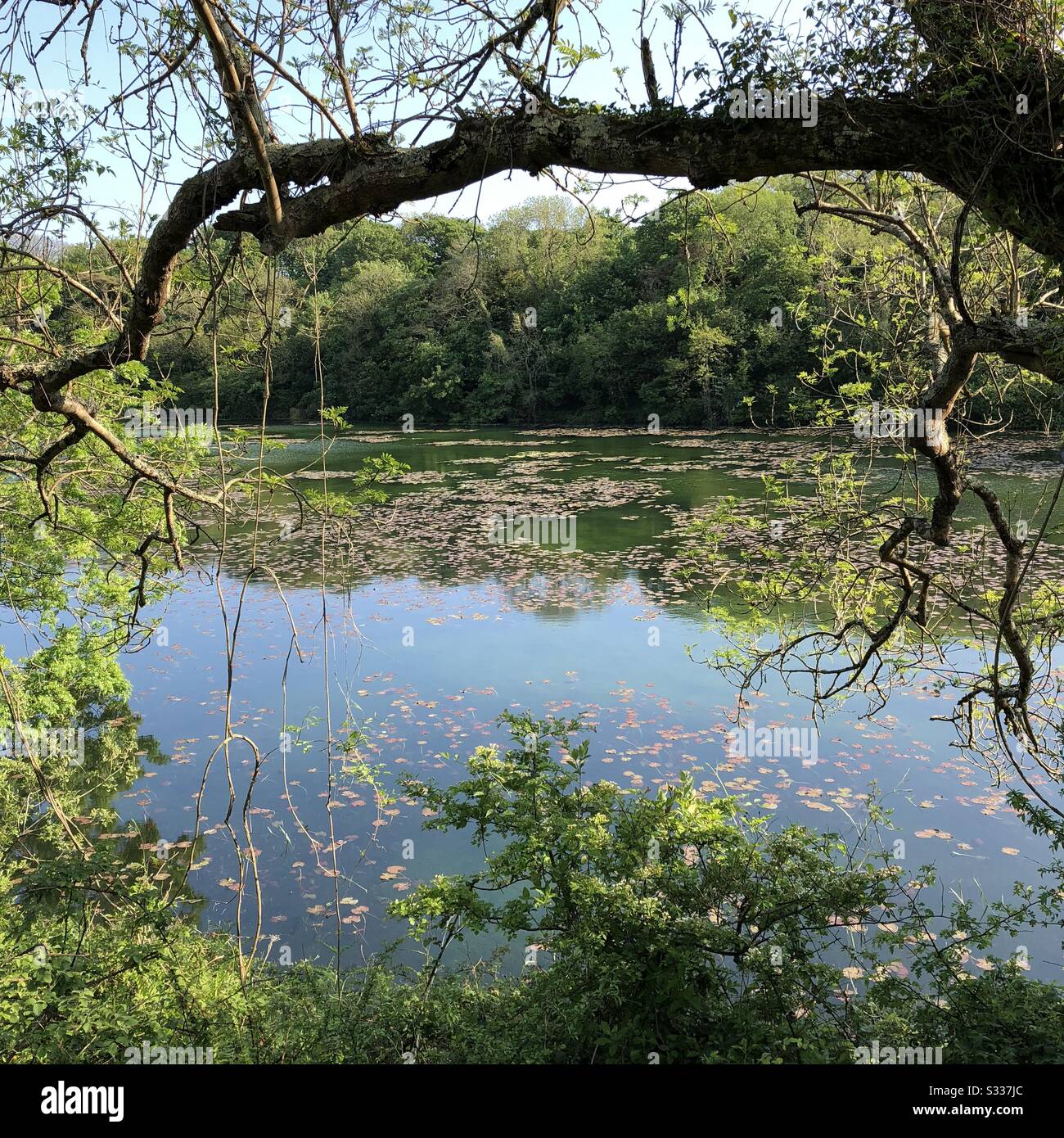 Lily bough hi-res stock photography and images - Alamy