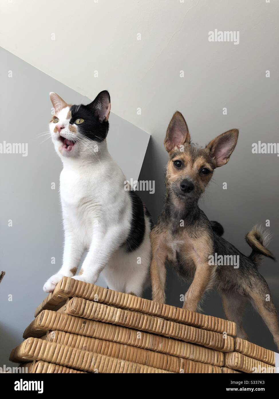 Cat stand hi-res stock photography and images - Alamy