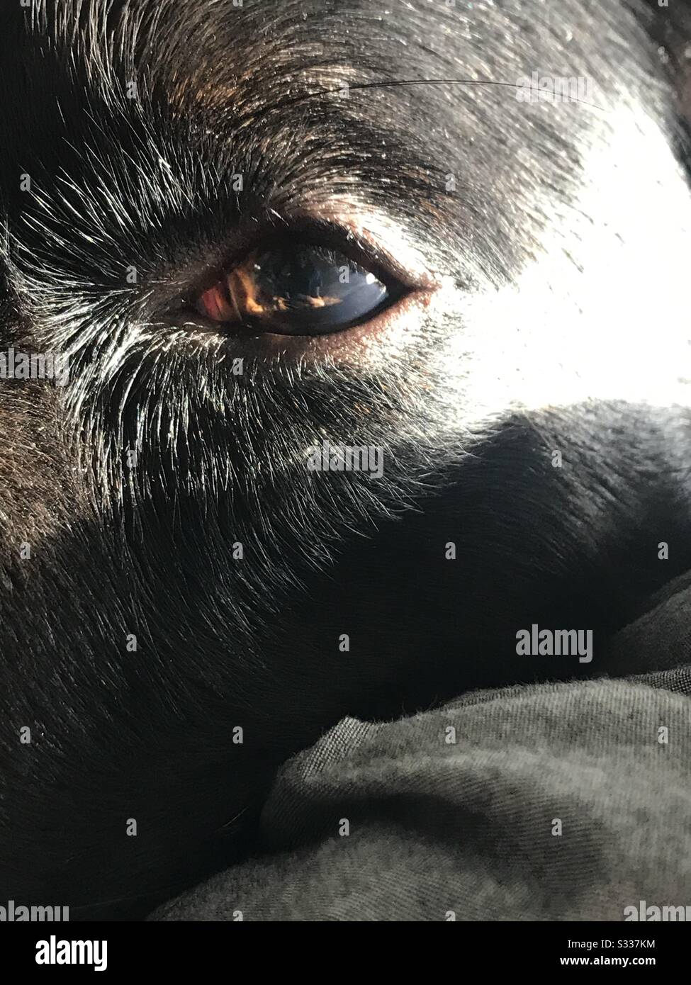 Brown dogs eye hi-res stock photography and images - Alamy