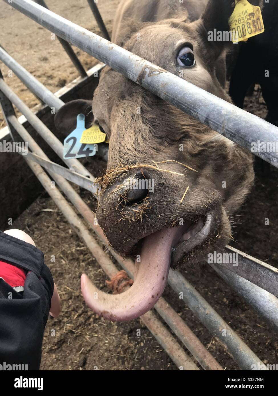 Cow Is Licking Hand High Resolution Stock Photography and Images - Alamy
