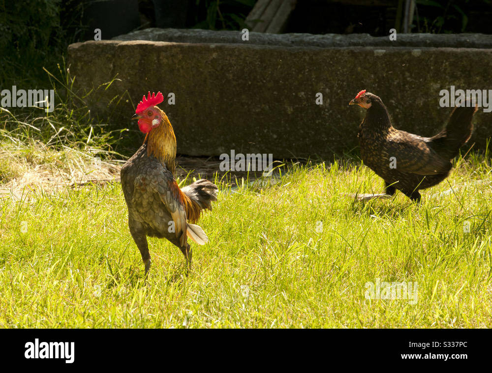 Cockerel and hens hi-res stock photography and images - Alamy