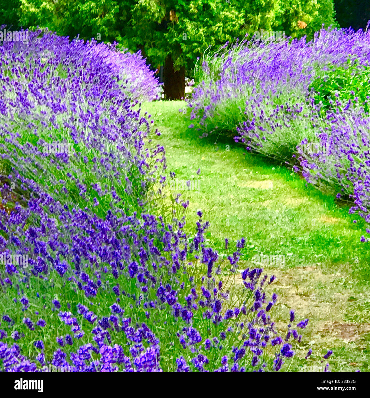 Lavender Pathway High Resolution Stock Photography and Images - Alamy