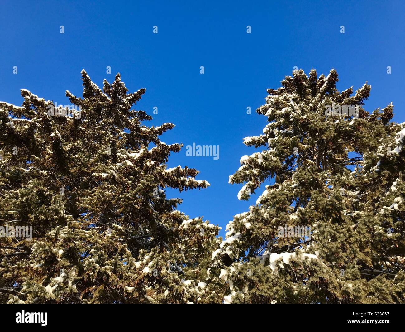 North american pine trees hi-res stock photography and images - Alamy