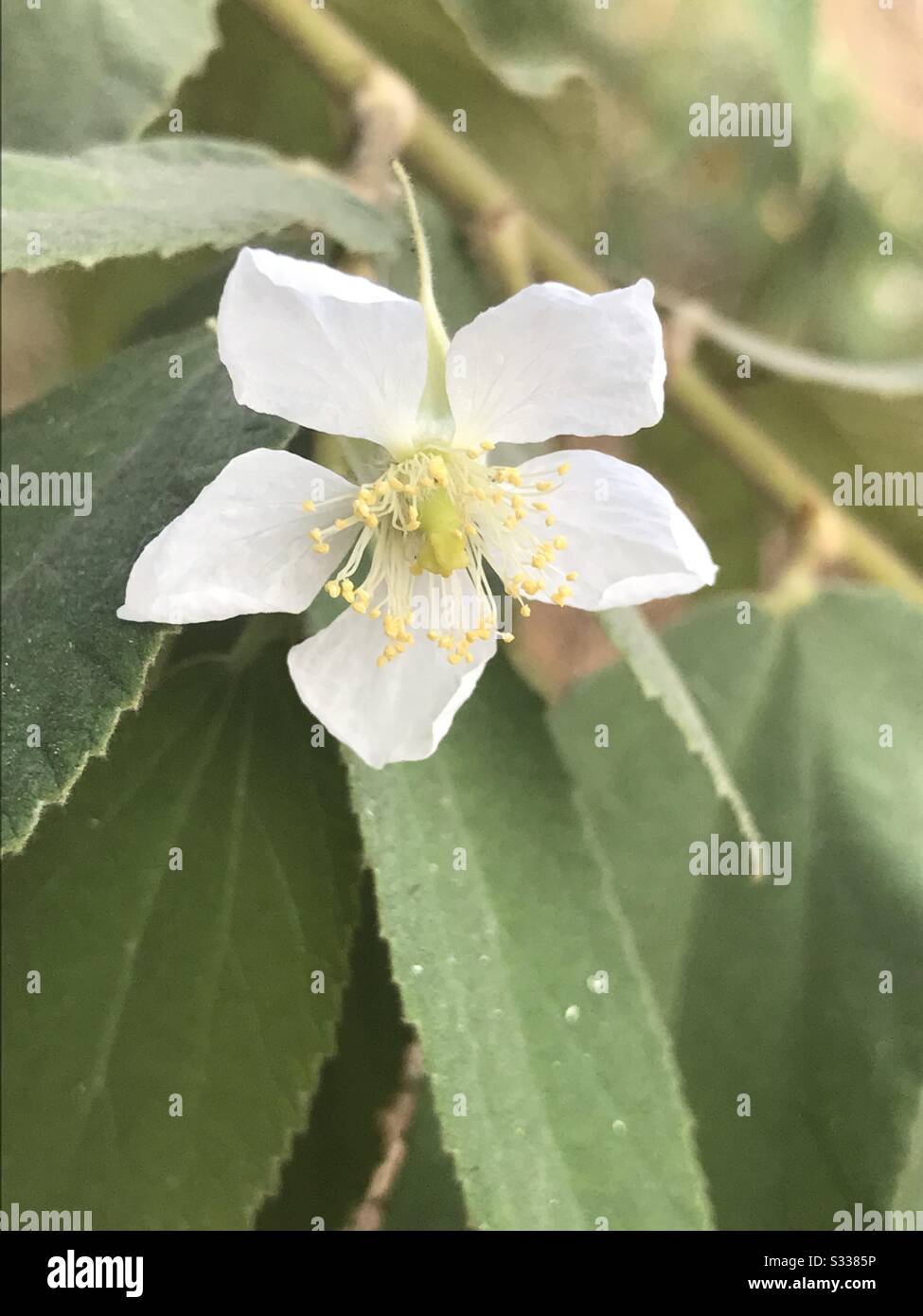 Indian cherry in kerala hi-res stock photography and images - Alamy