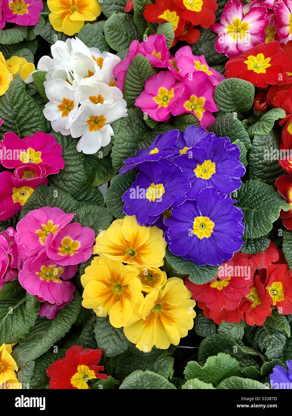 Primrose flowers primula vulgaris hi-res stock photography and images ...