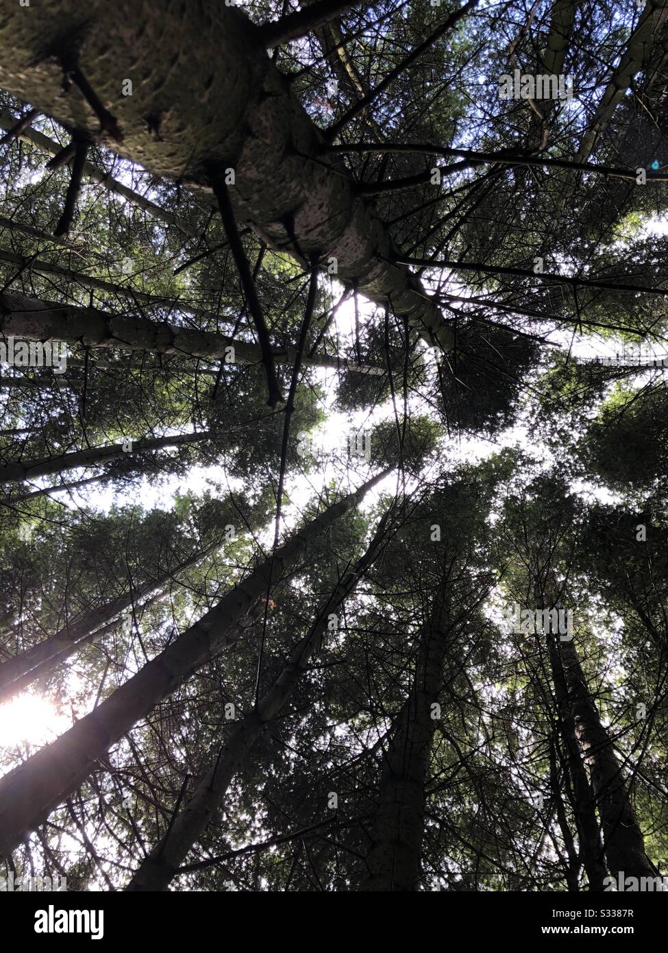 Forrest trees scape from below tree tops Stock Photo - Alamy