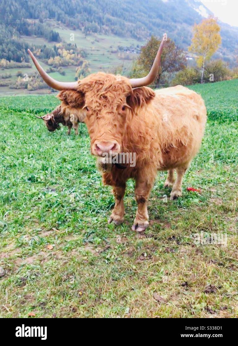 Ginger cows hi-res stock photography and images - Alamy