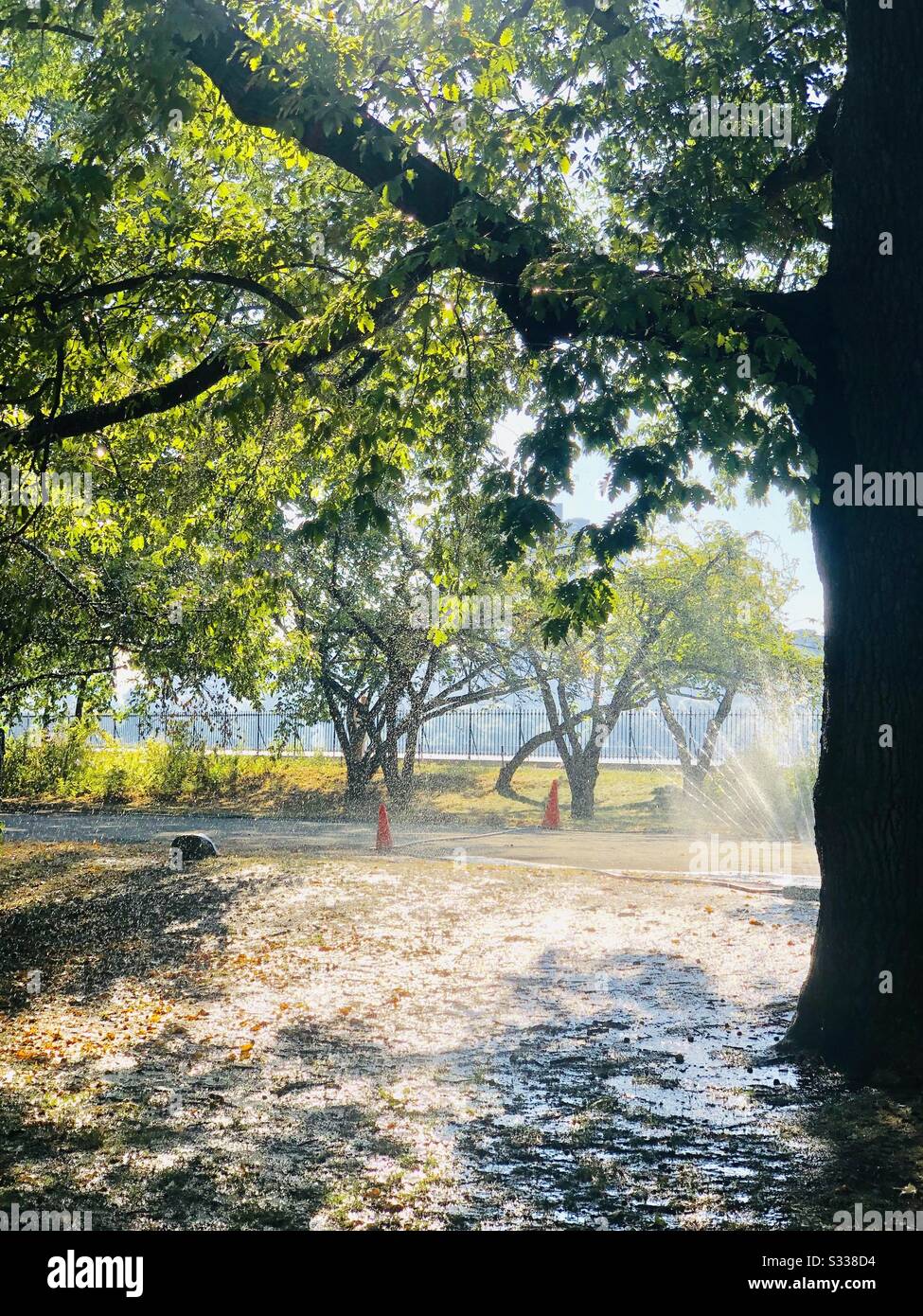 Central park watering Stock Photo - Alamy