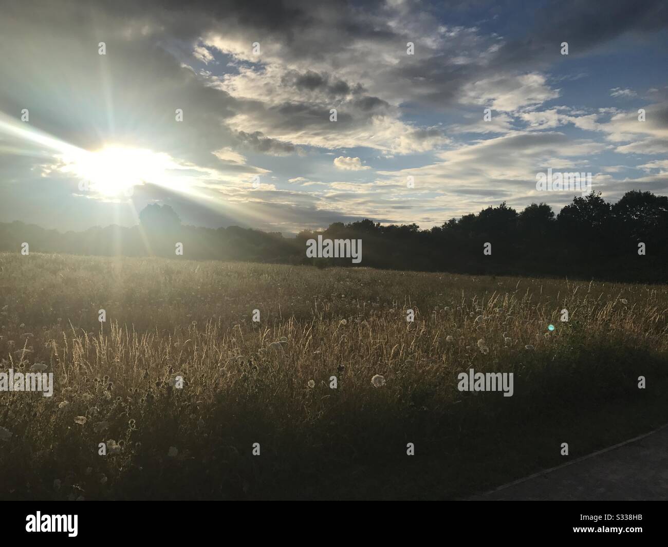 Overgrown dandelion hi-res stock photography and images - Alamy