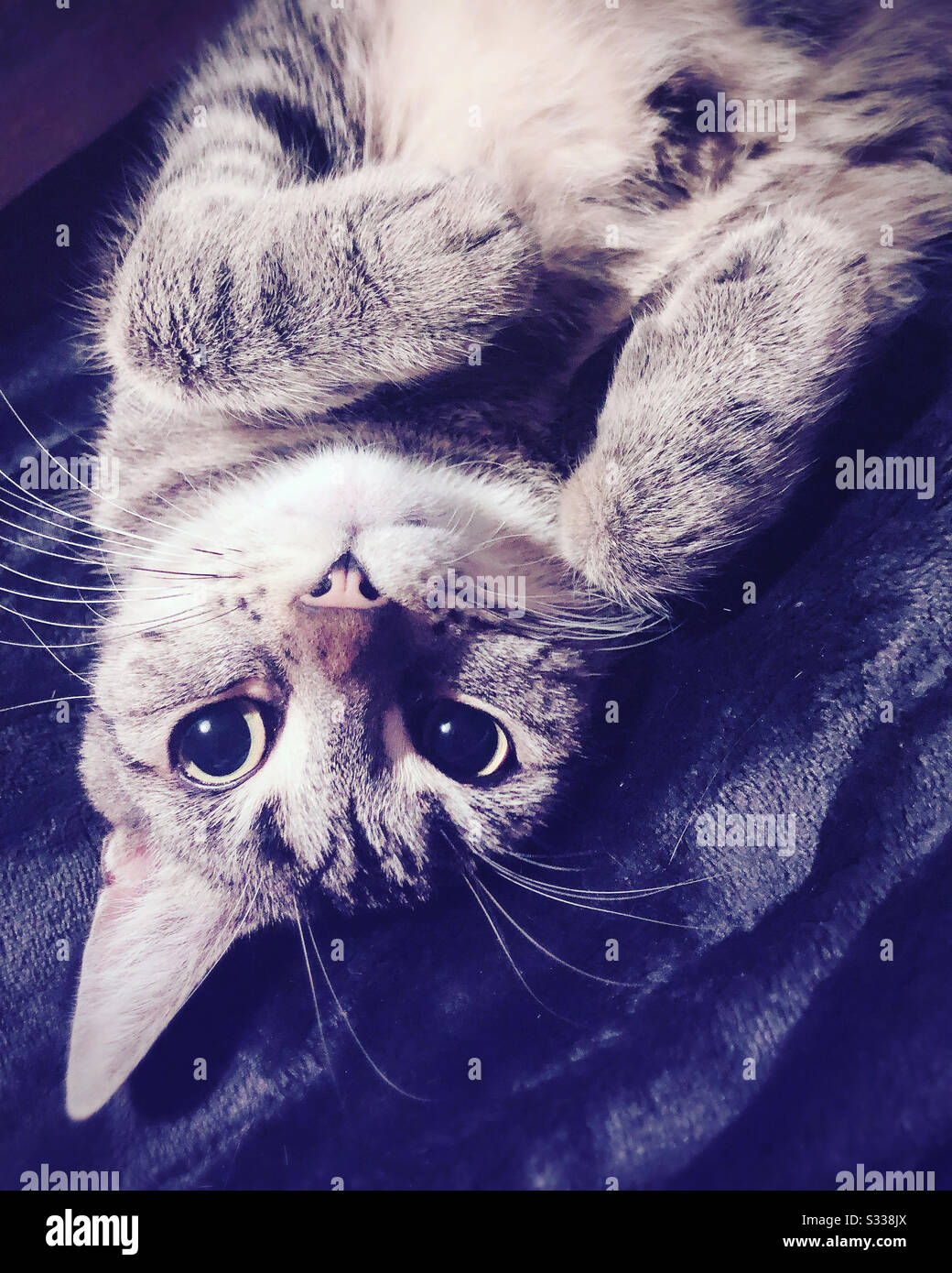 Cat lola lola hi-res stock photography and images - Alamy