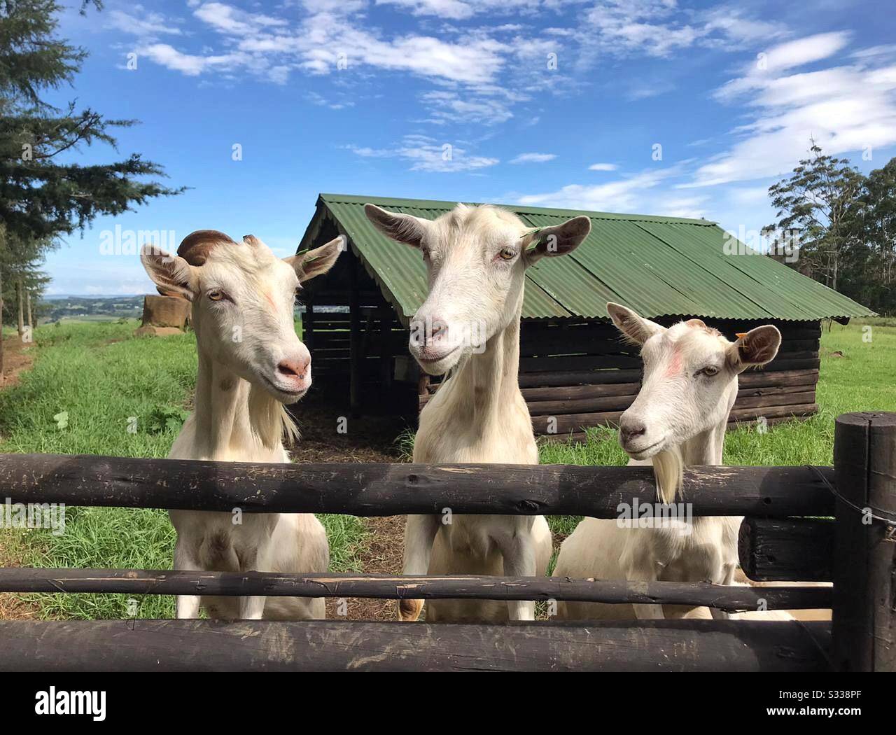 Photogenic Goat High Resolution Stock Photography and Images - Alamy
