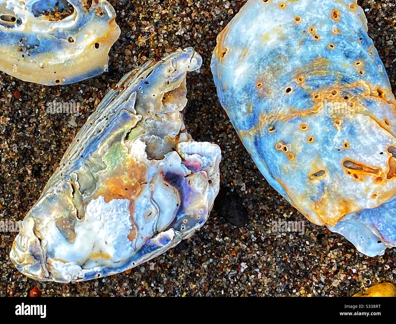 Close up oyster shells hi-res stock photography and images - Alamy