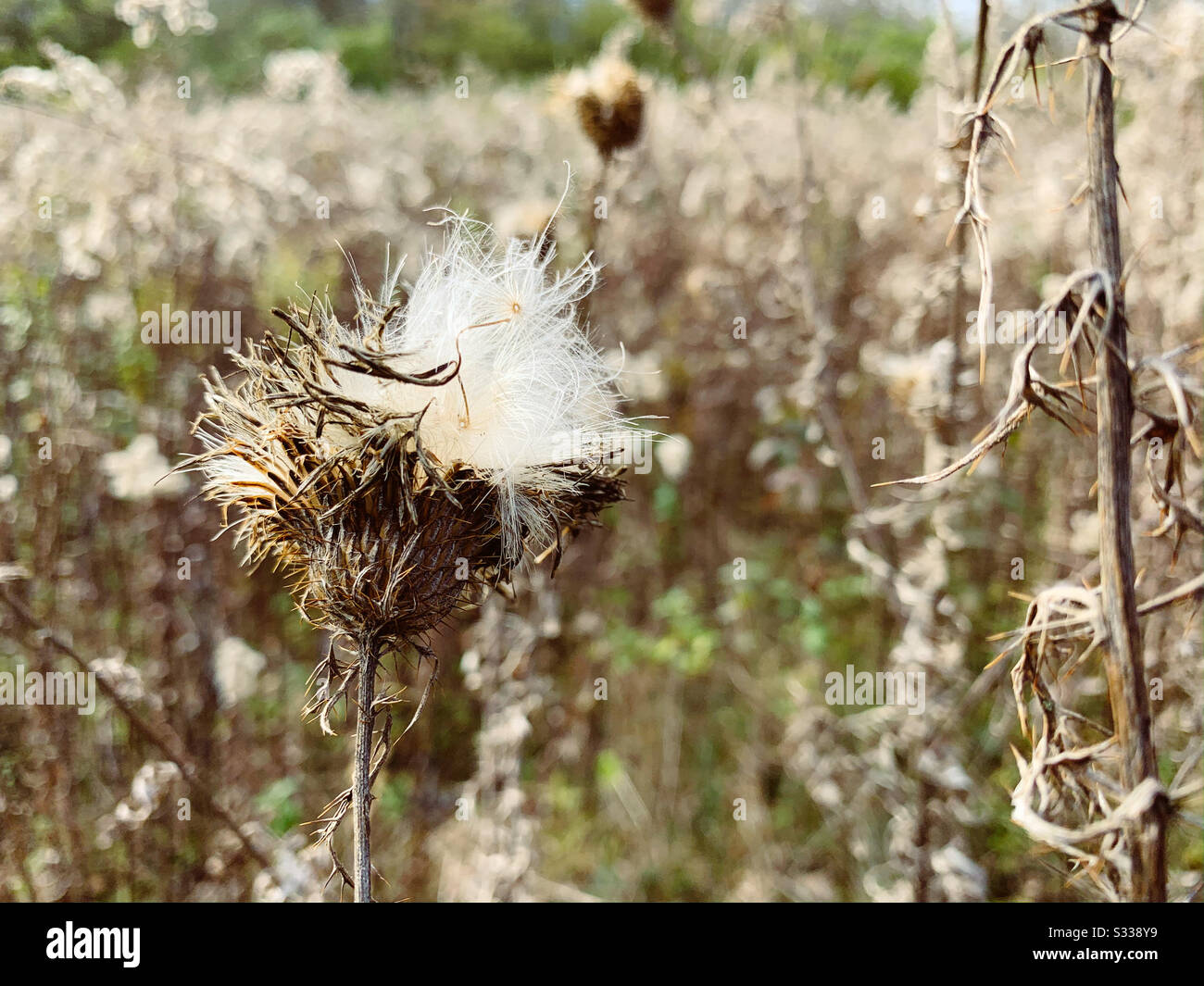 Field of thistle in the fall Stock Photo - Alamy