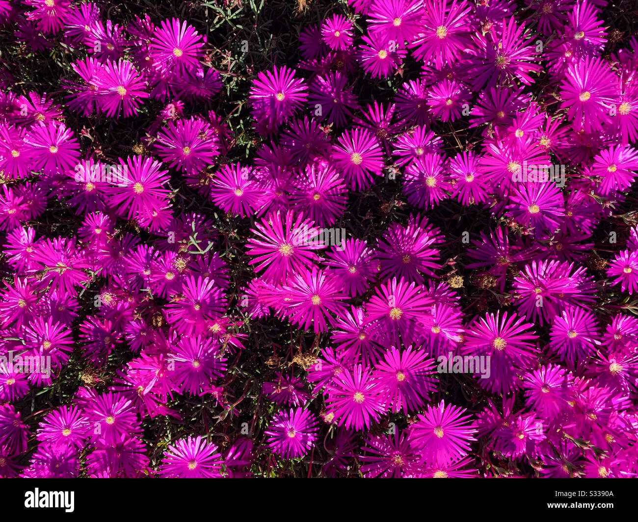 Purple ice plant hi-res stock photography and images - Alamy