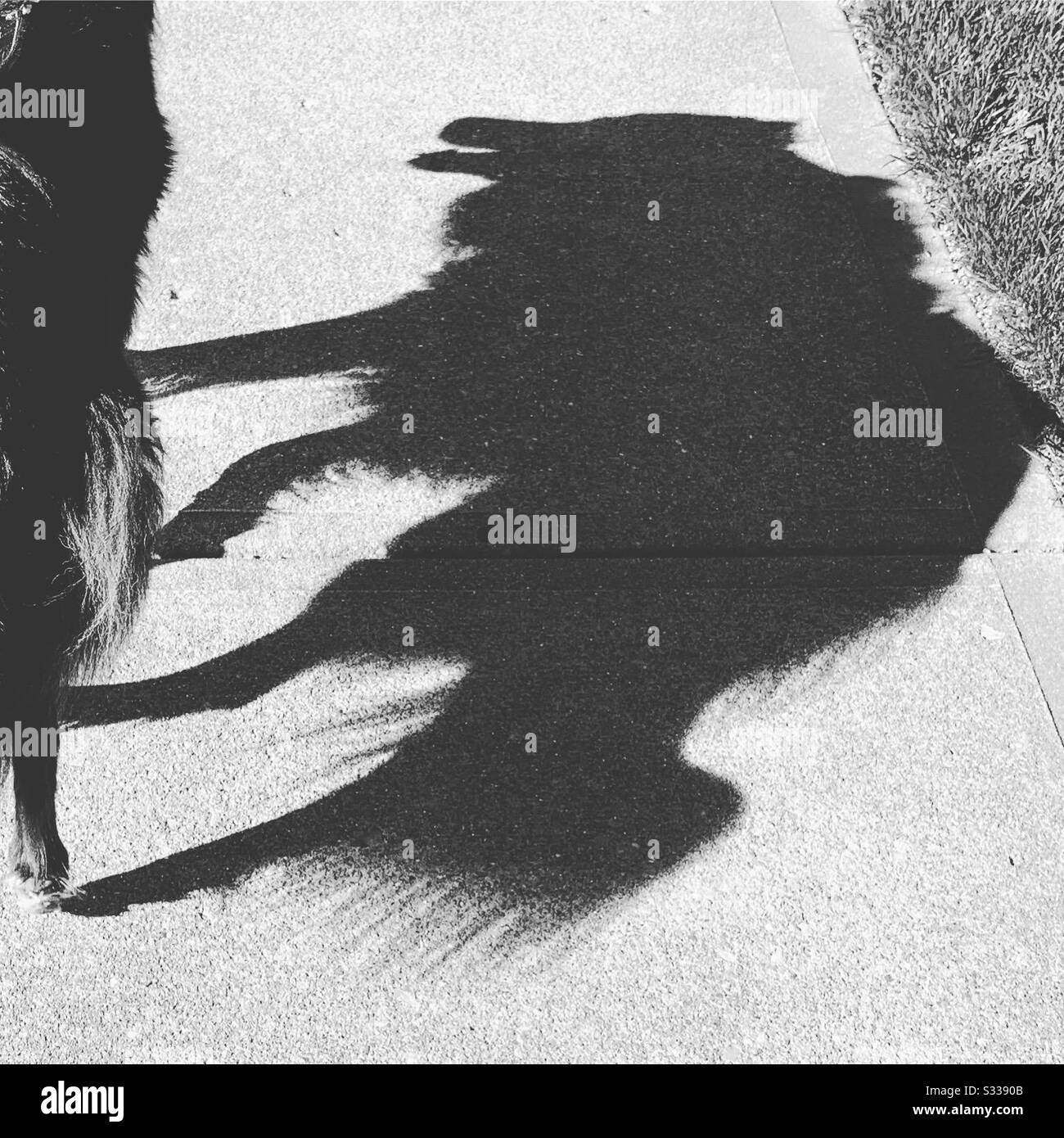 Wolf Silhouette Black and White Stock Photos & Images - Alamy