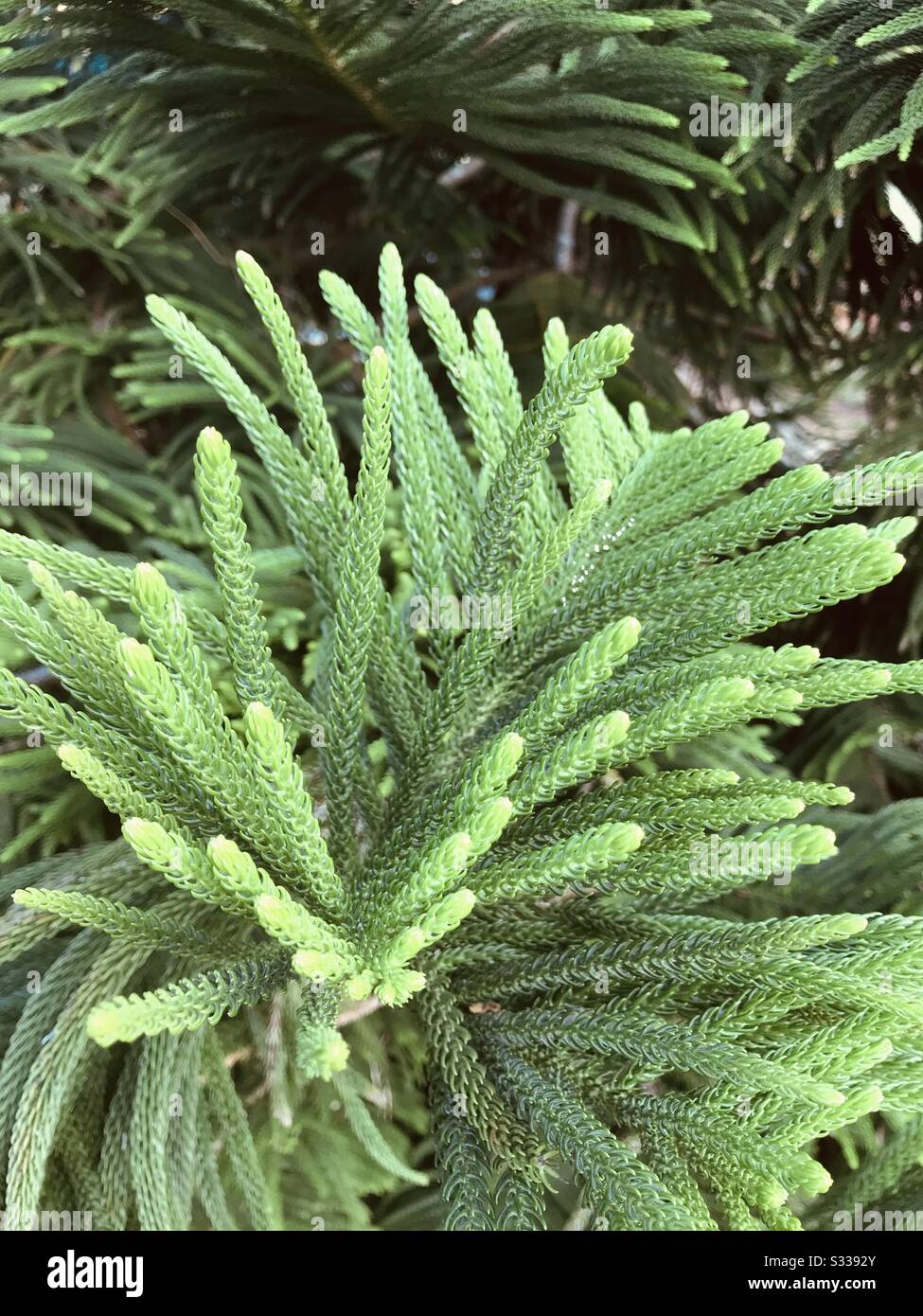 Pine Leaf Texture