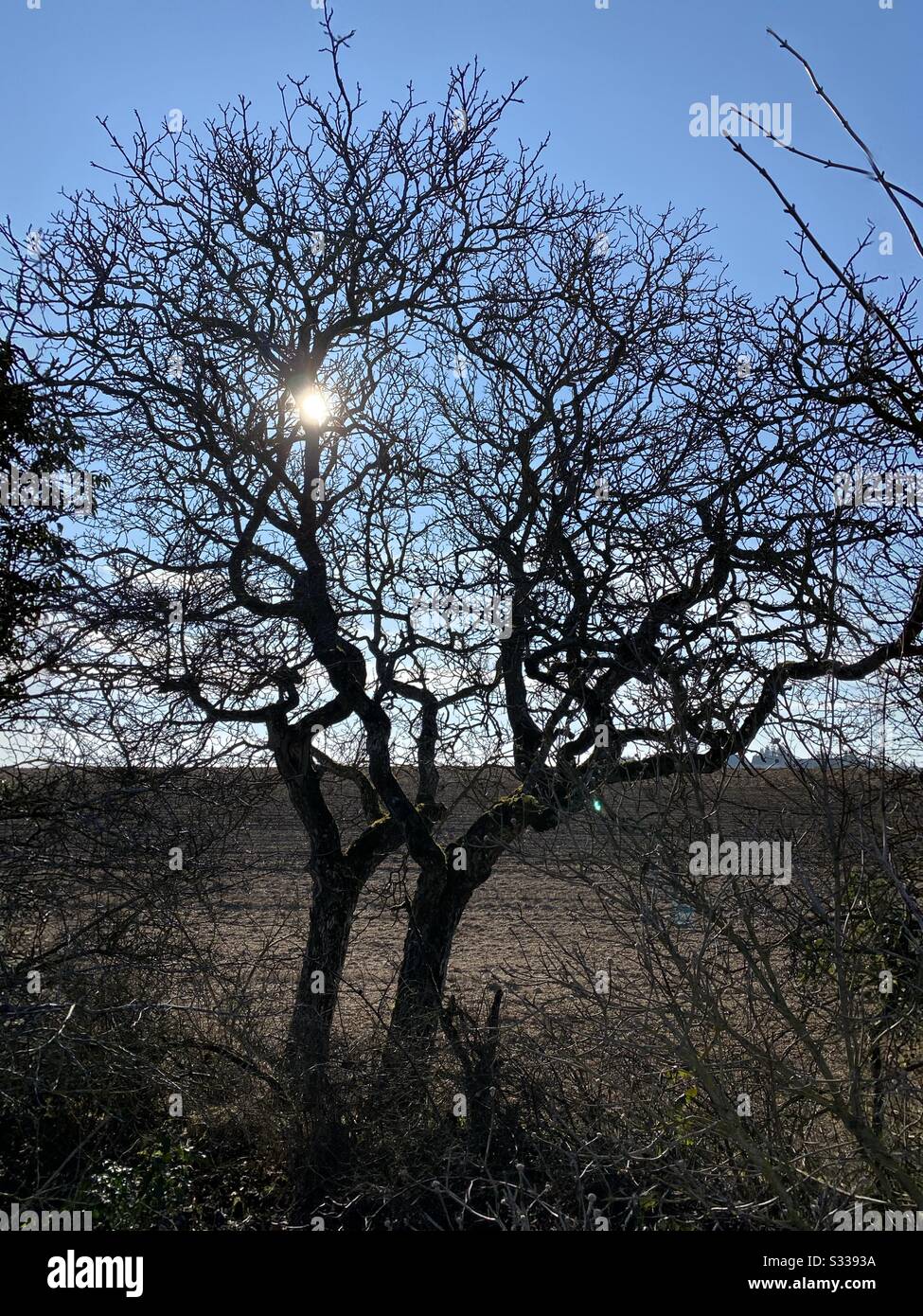 Twin trees hi-res stock photography and images - Alamy