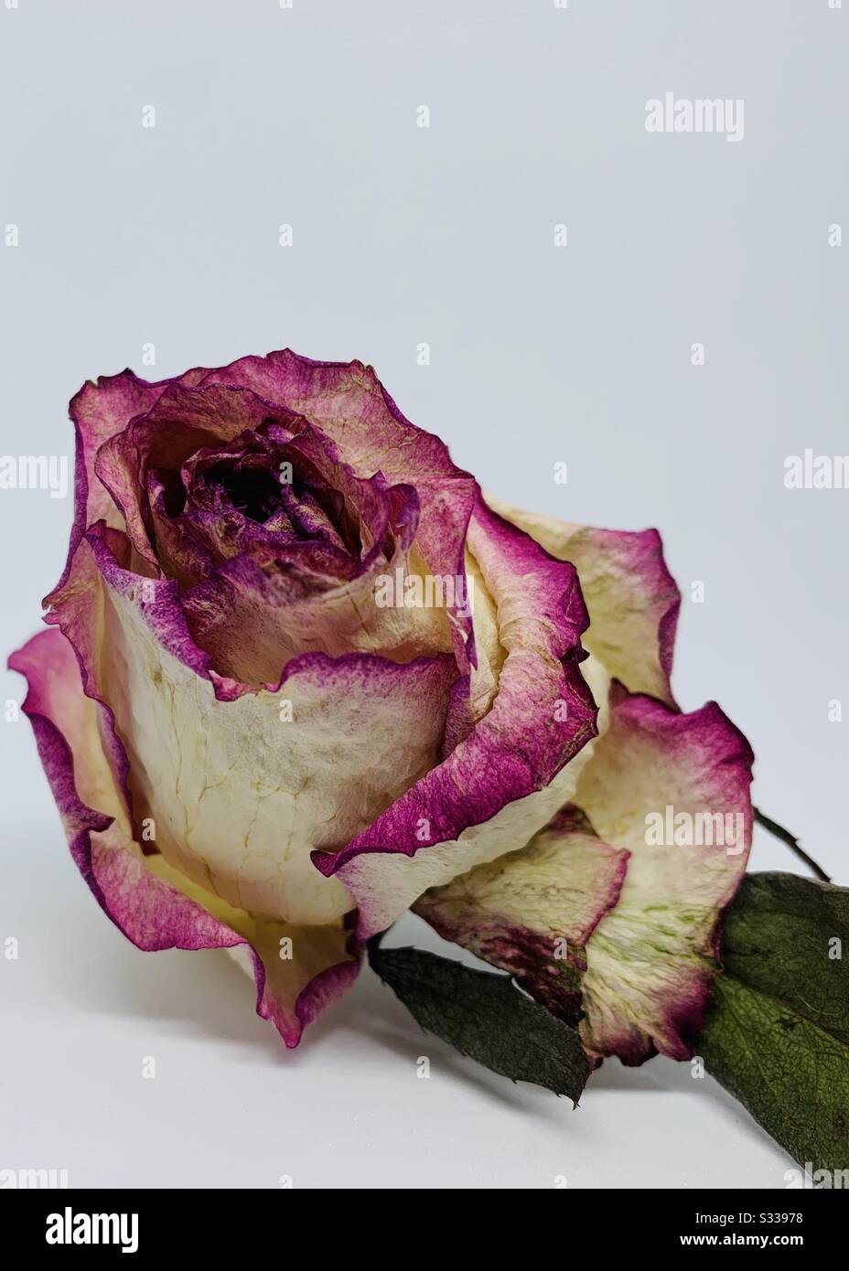 Rose studio hi-res stock photography and images - Alamy