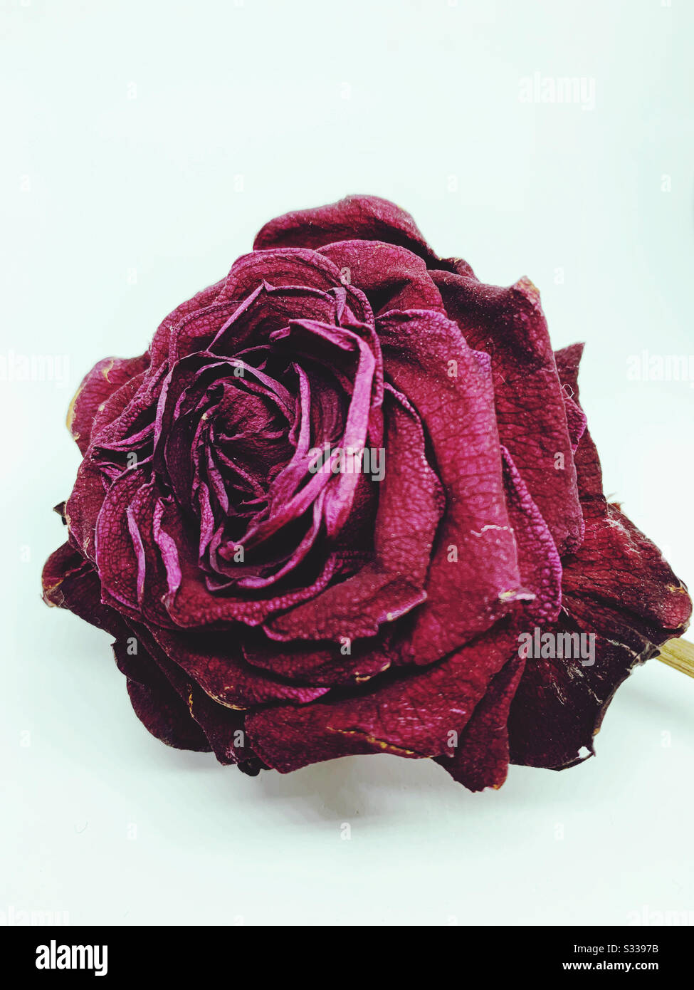 Dry red rose flower hi-res stock photography and images - Alamy