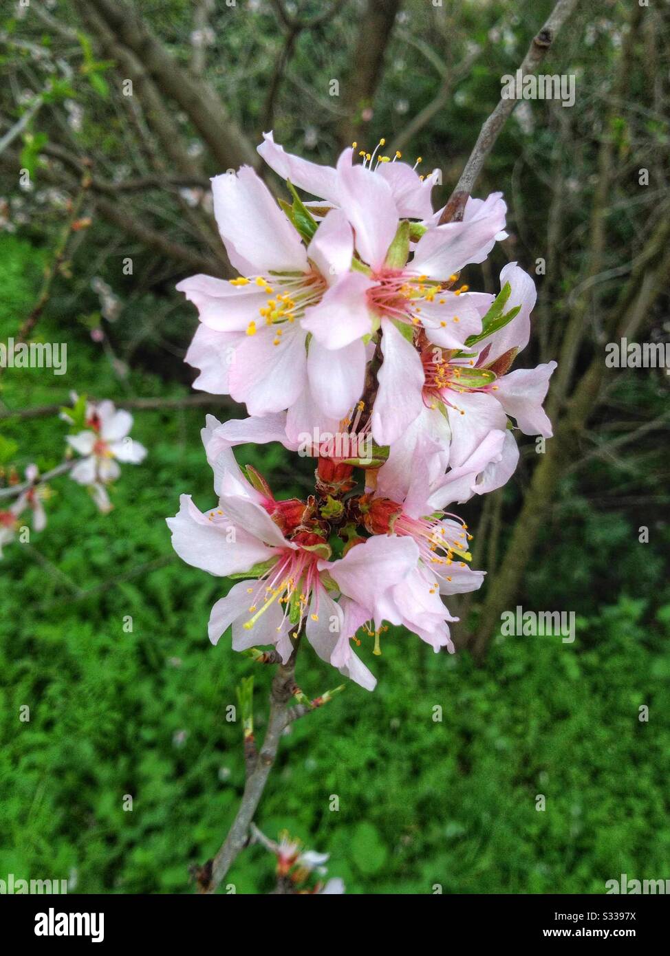 Almond tree france hi-res stock photography and images - Alamy
