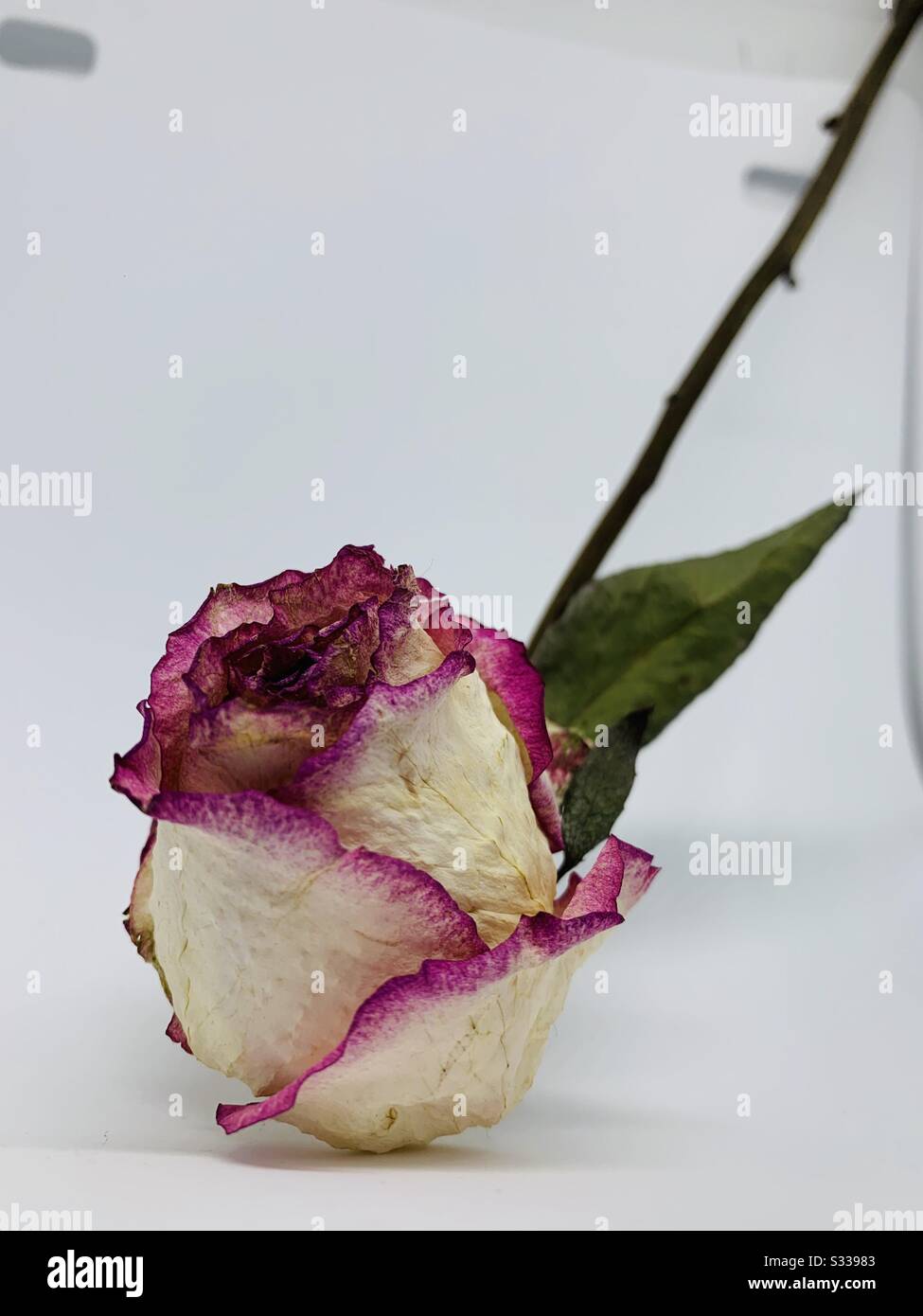 Dead rose petals hi-res stock photography and images - Alamy