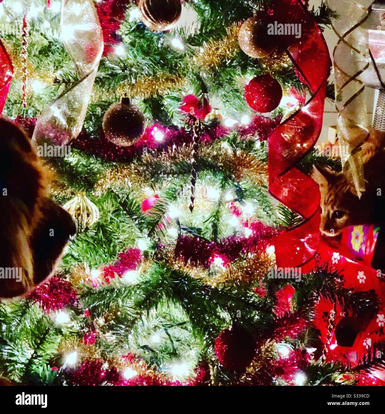Cat stare down hi-res stock photography and images - Alamy