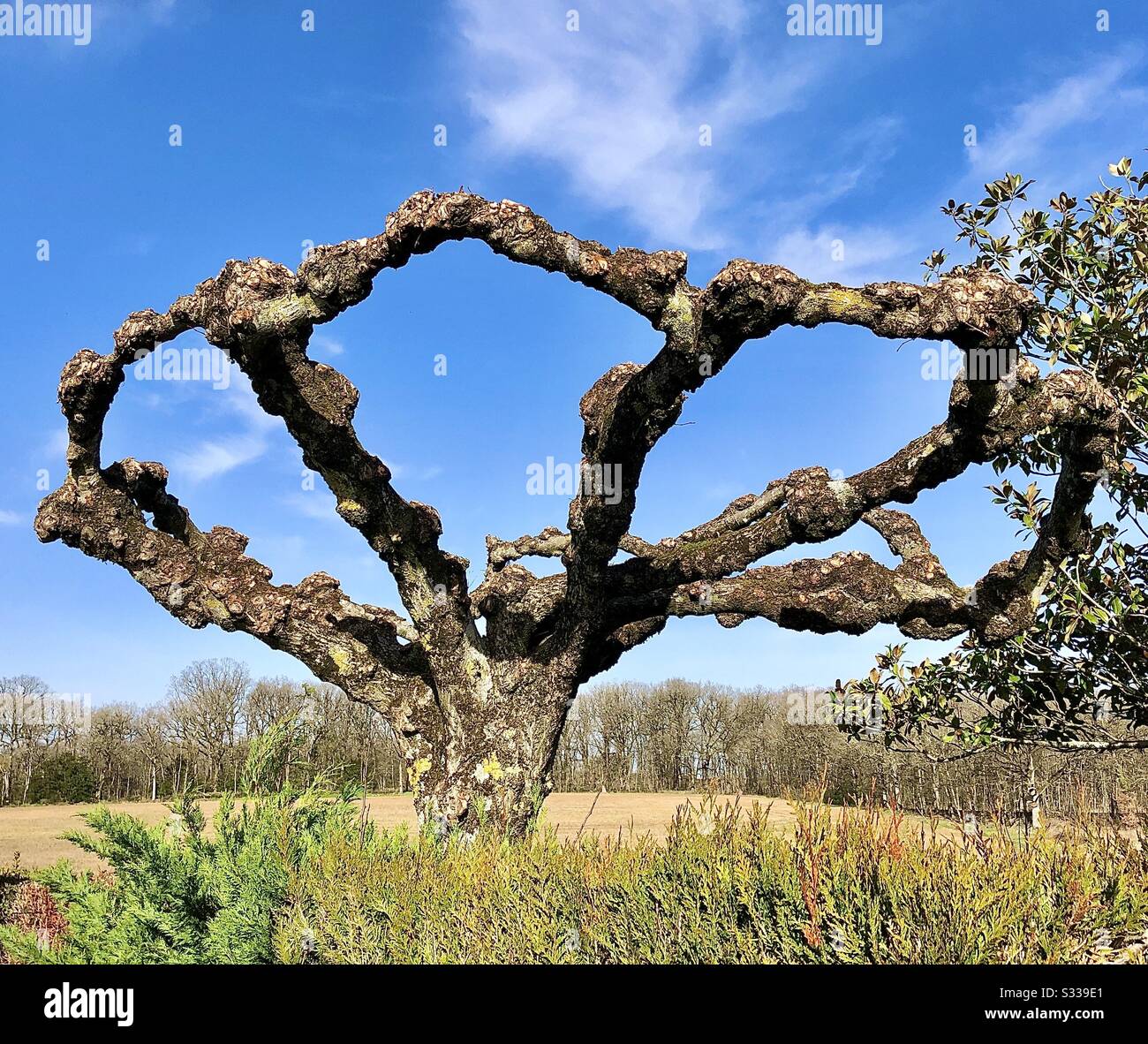 Lime tree pruned and grafted to form complete circle of branches Stock ...