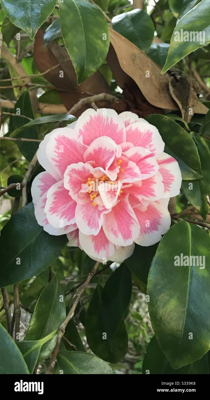 Beauty of early spring hi-res stock photography and images - Alamy