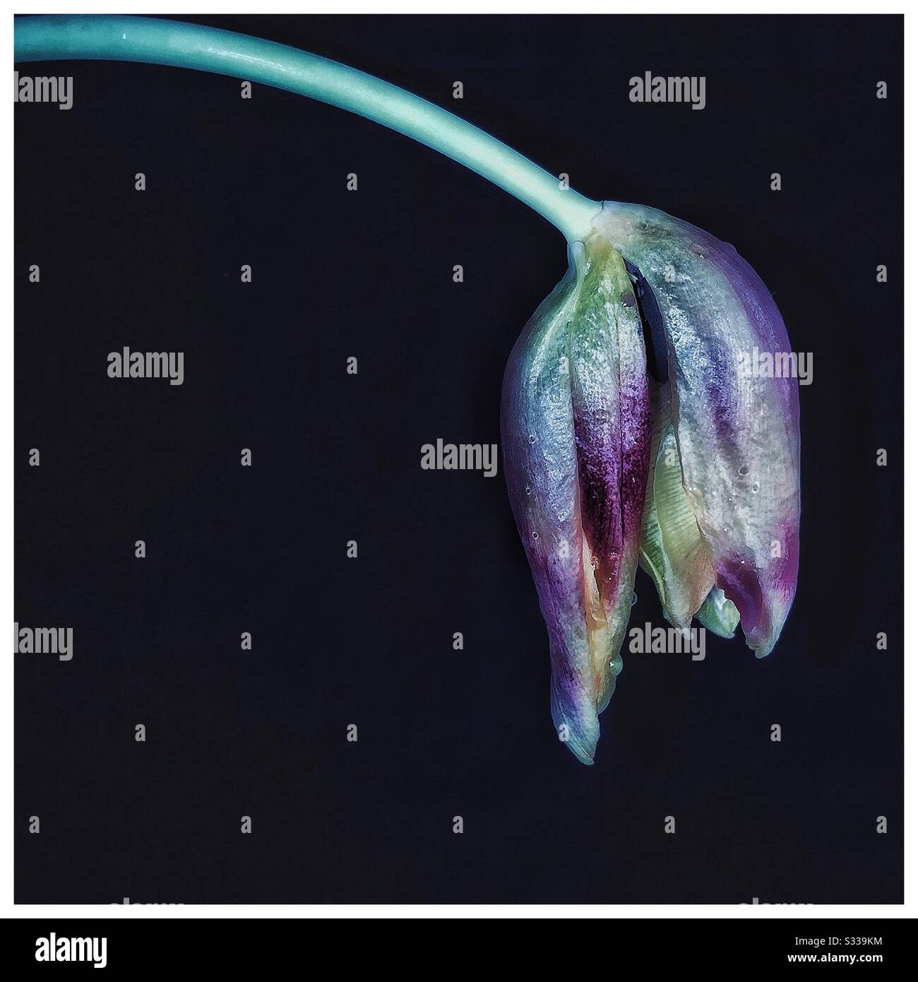 Wilt tulip hi-res stock photography and images - Alamy