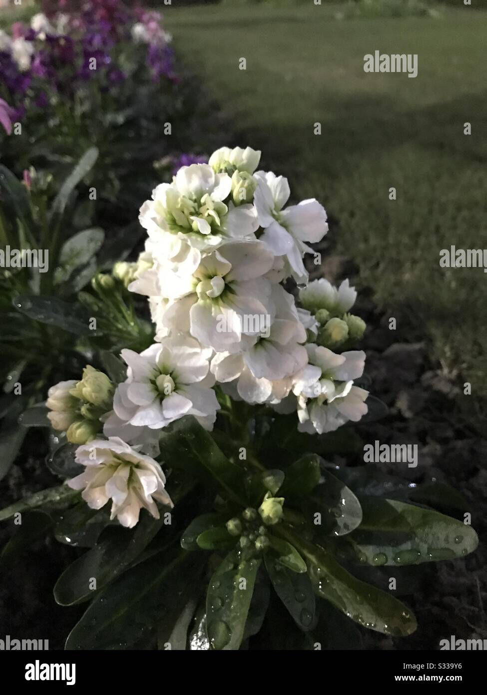 White flowers at night hi-res stock photography and images - Alamy
