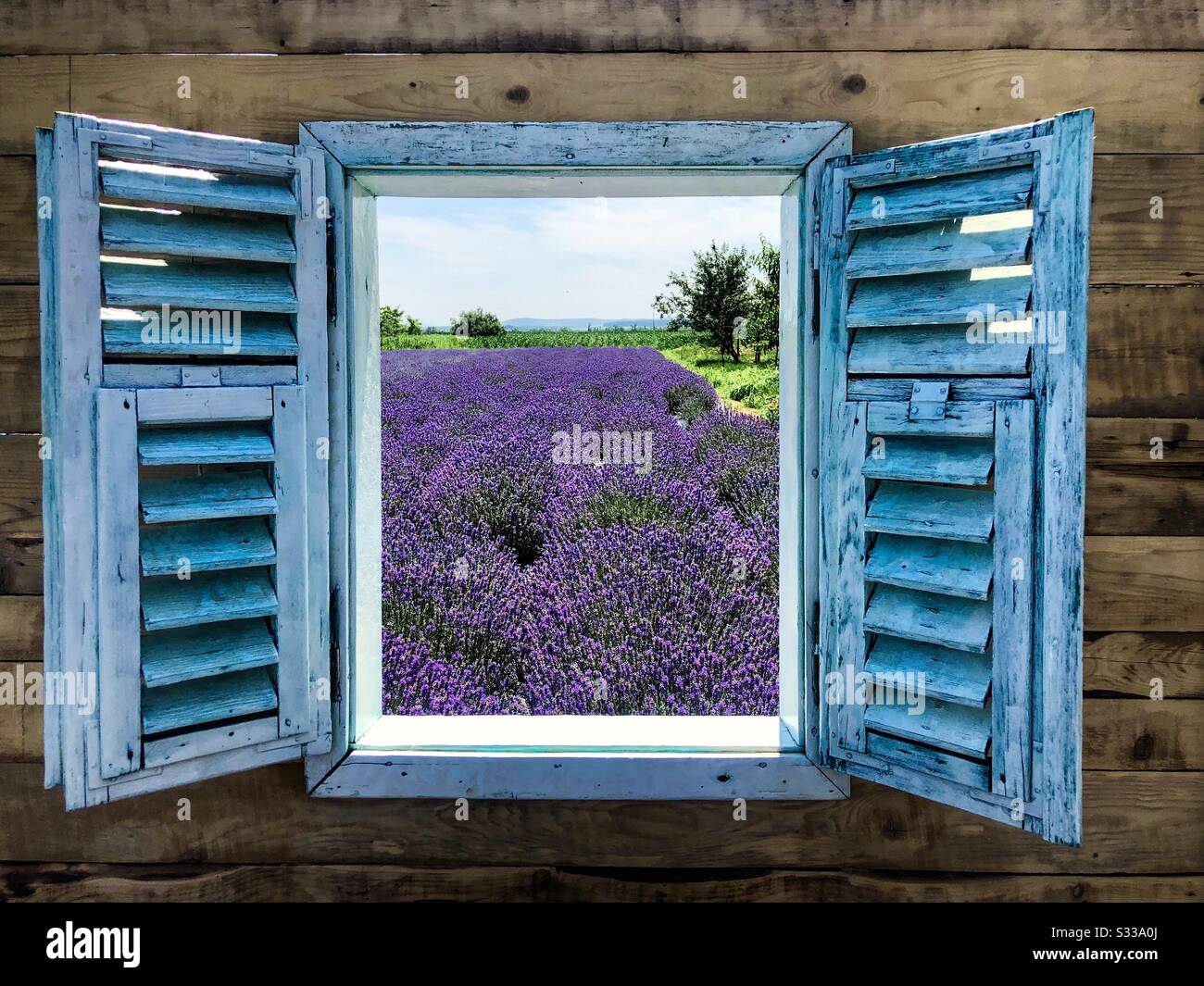 Lavender field seen through a window Stock Photo - Alamy