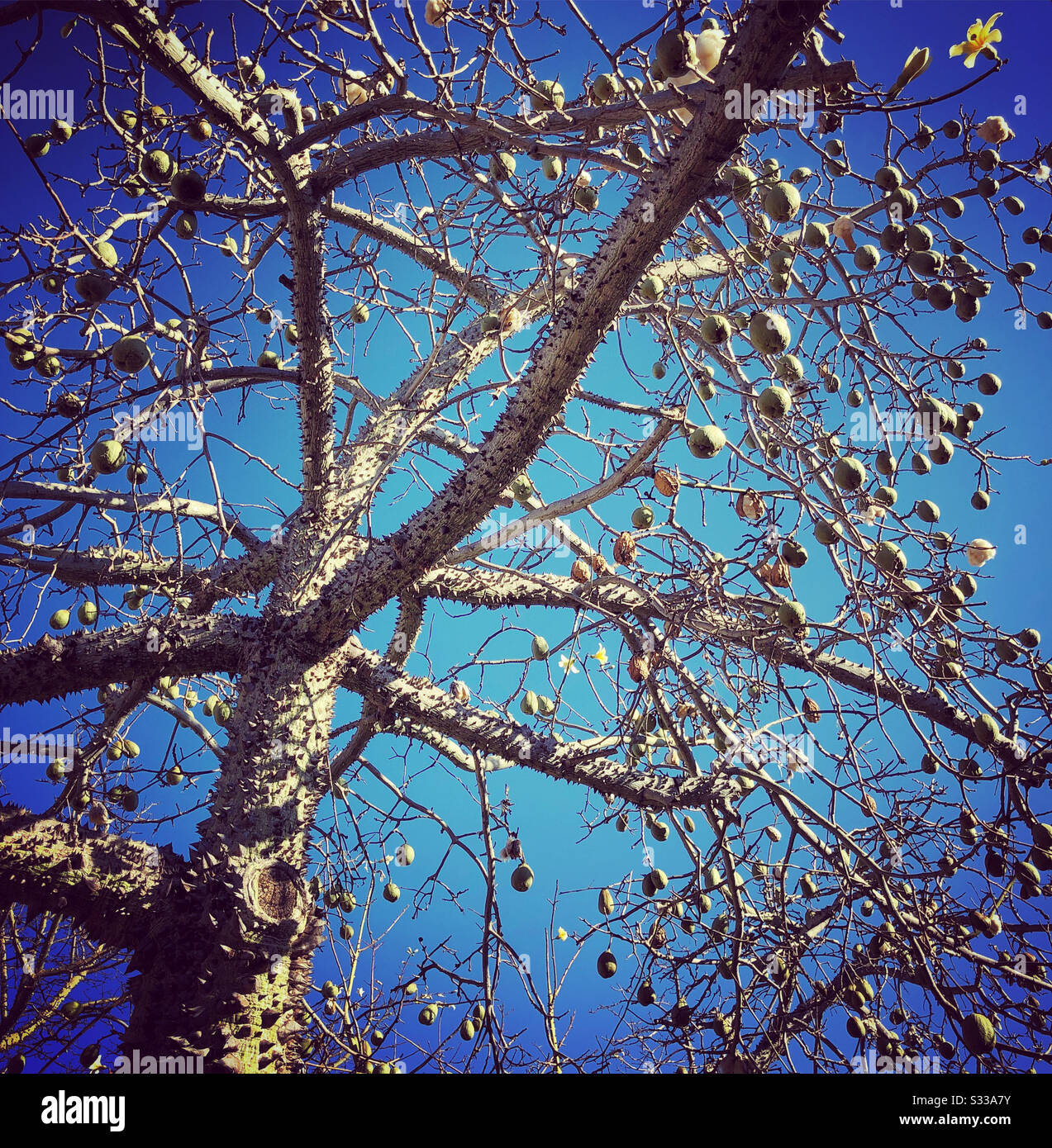 Cotton tree hi-res stock photography and images - Alamy