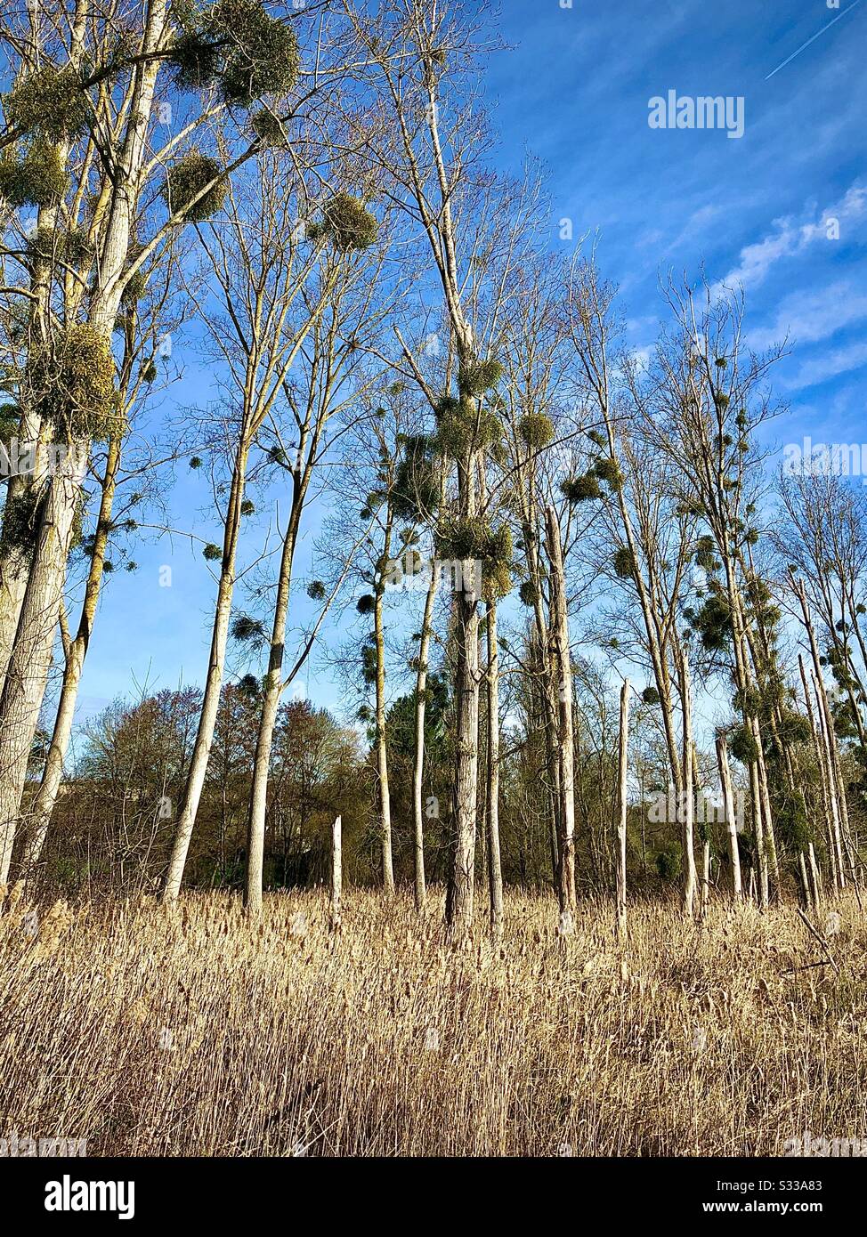 Poplar trees and france hi-res stock photography and images - Alamy