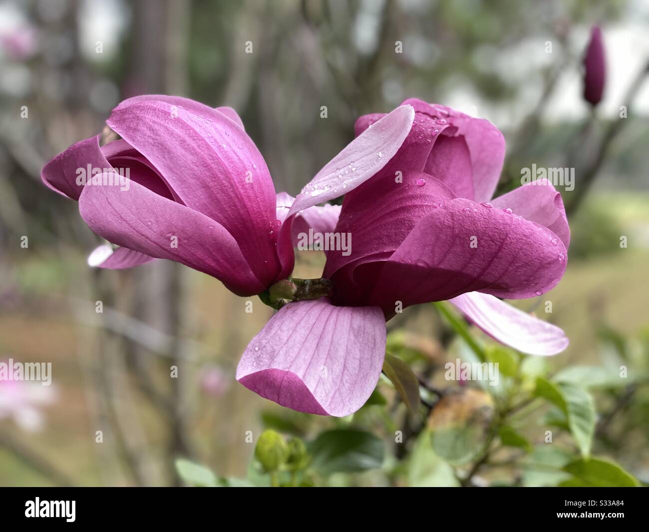 Double pink blooms of a pink soulangeana magnolia tree Stock Photo - Alamy