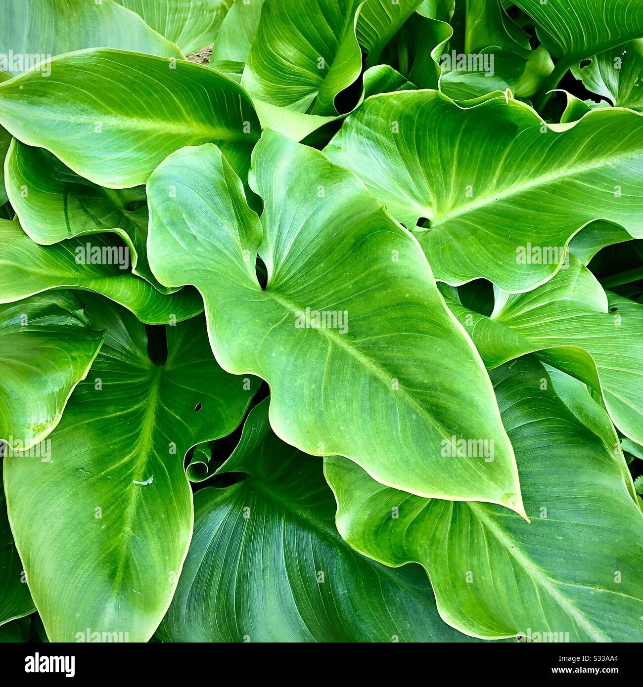Lily leaves hi-res stock photography and images - Alamy
