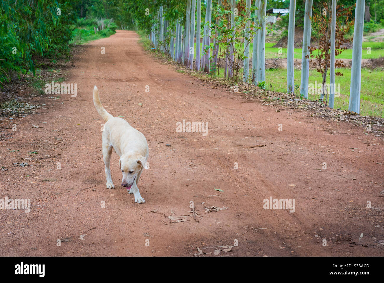 Walking dog country road hi-res stock photography and images - Alamy