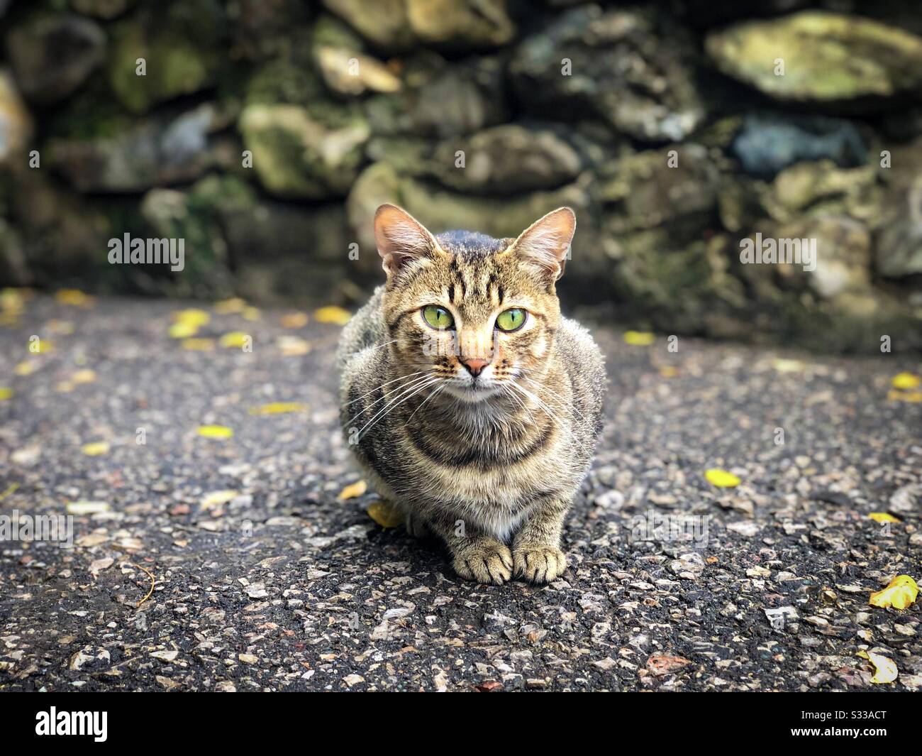 Cute tiger kitty with green eyes Stock Photo - Alamy