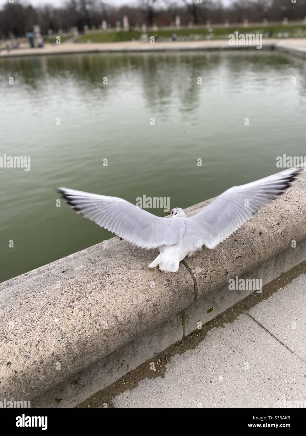 Bird take off hi-res stock photography and images - Alamy