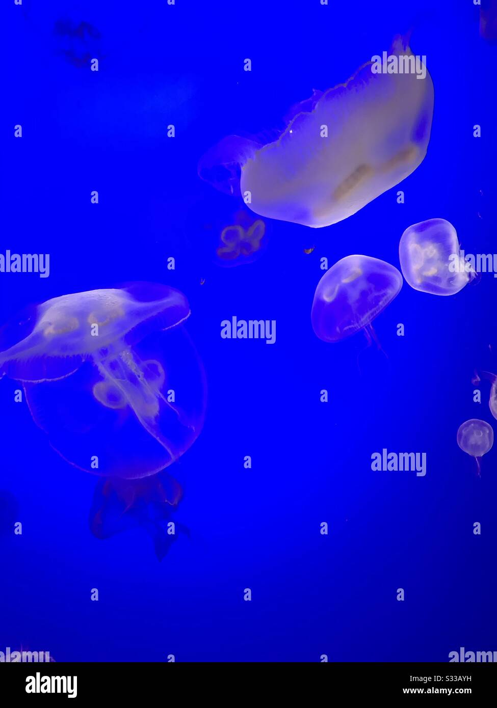 Pink and blue fish hi-res stock photography and images - Alamy