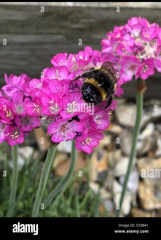 Buzzy bee hi-res stock photography and images - Alamy