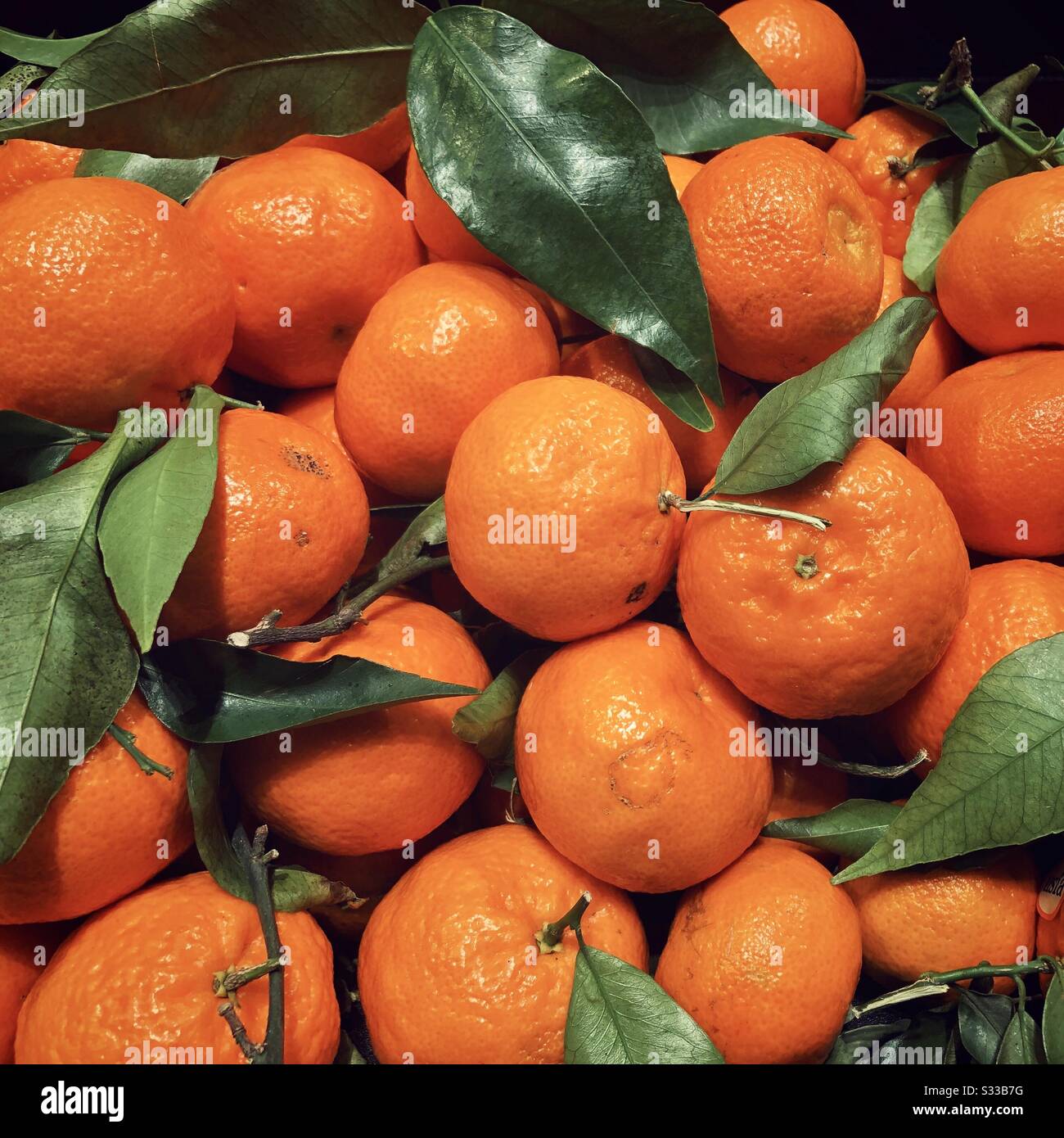 Full frame image of fresh orange clementines with stems at the market ...