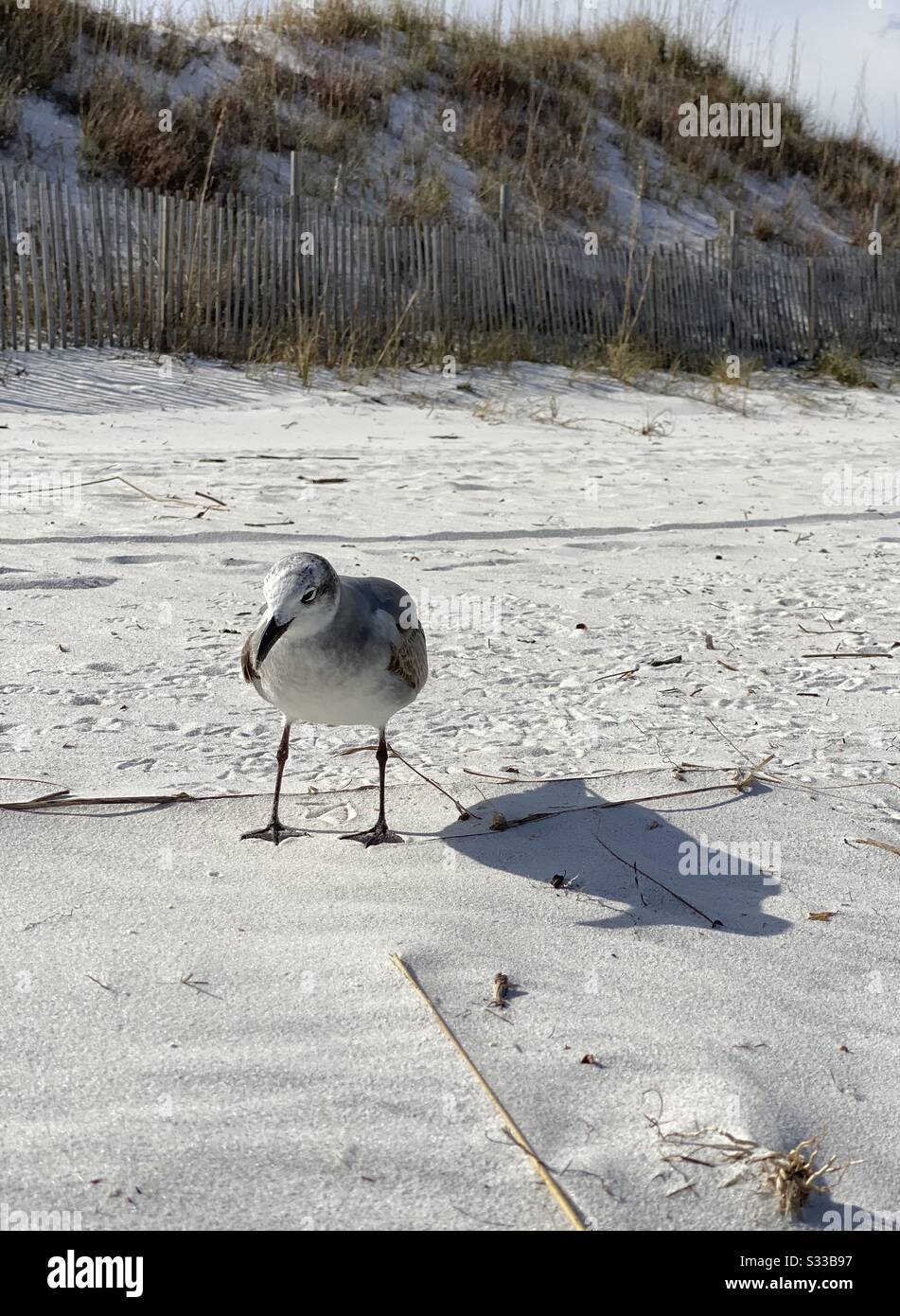 Closeup of seagull standing on white sand beach Stock Photo - Alamy