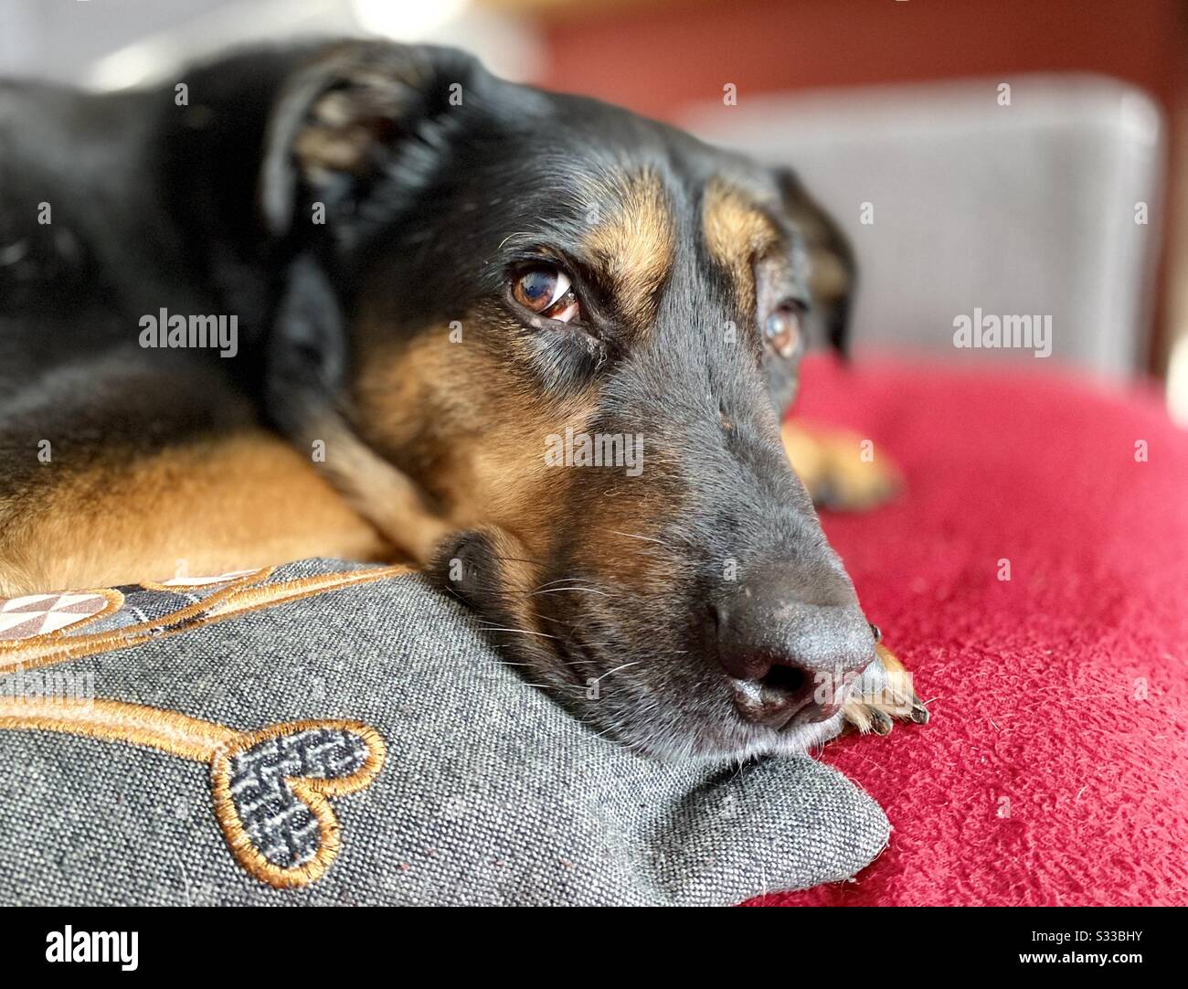 Tired doggo hi-res stock photography and images - Alamy Tired doggo hi-res stock photography and images - Alamy