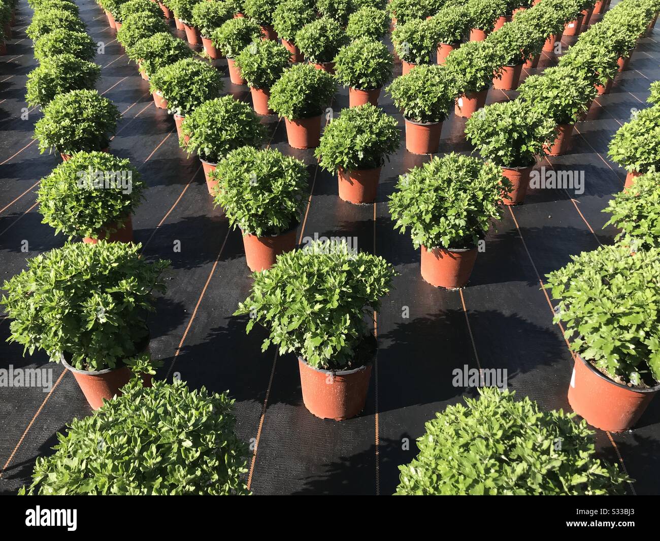 Row plant hi-res stock photography and images - Alamy