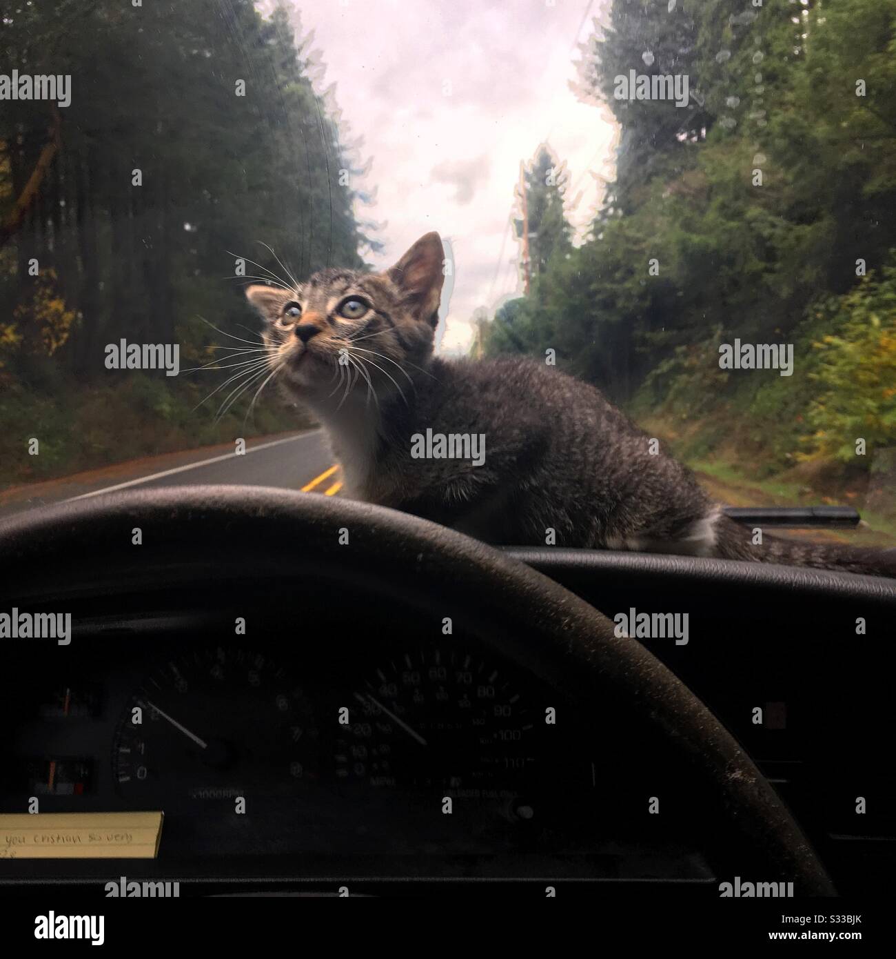 Car n cat hi-res stock photography and images - Alamy